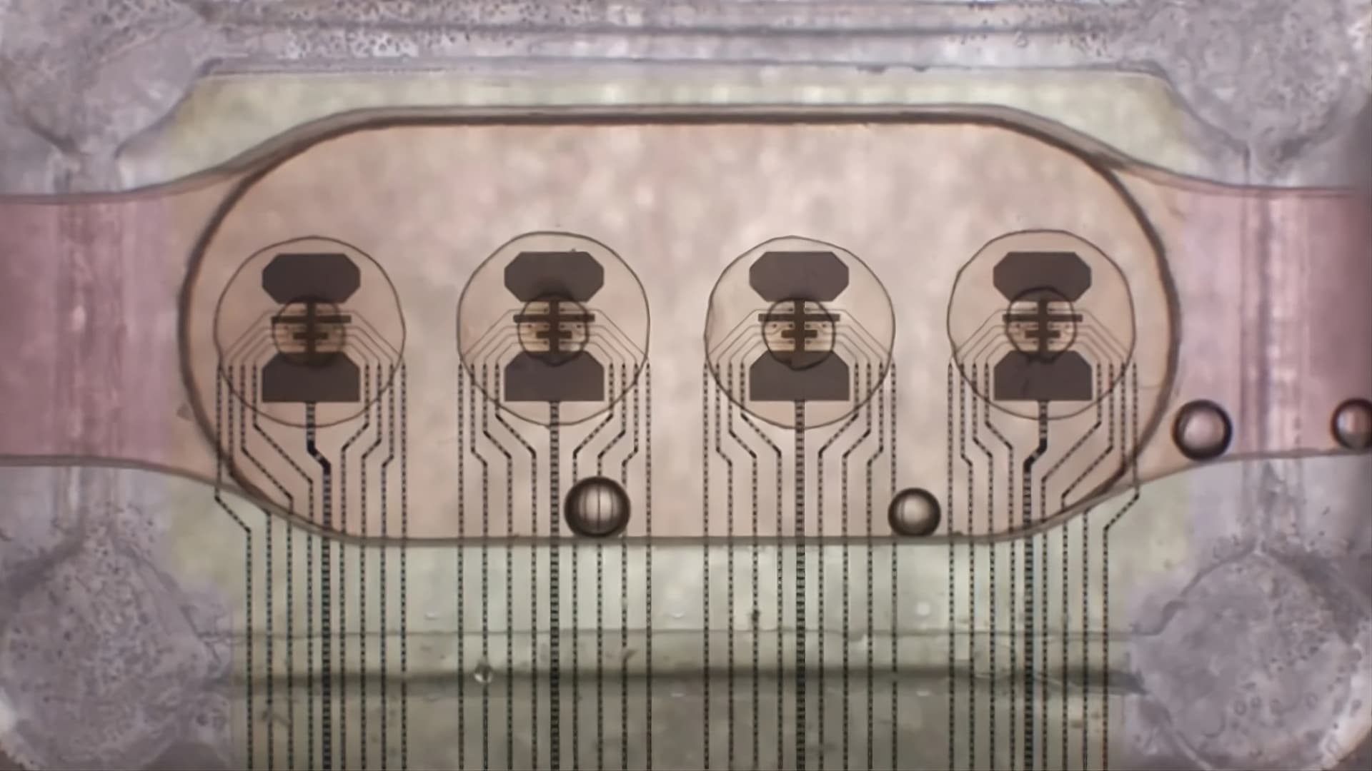 El Biocomputador que Podría Cambiar el Futuro uniendo Biología y Tecnología. - DimensionIA